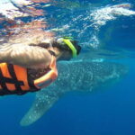 From Cancún: Half-Day Snorkeling with Whale Sharks - The Experience in Detail