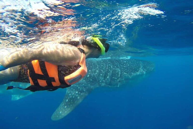 From Cancún: Half-Day Snorkeling with Whale Sharks - The Experience in Detail