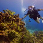 From Cancun: Puerto Morelos Diving Adventure - Dive Sites and Underwater Experience