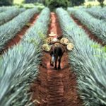 FROM CDMX: Queretaro, Guanajuato, San Luis Potosi, Zacatecas, Guadalajara - An In-Depth Look at the Mexico City Departure Tour