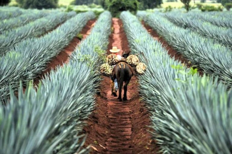FROM CDMX: Queretaro, Guanajuato, San Luis Potosi, Zacatecas, Guadalajara - An In-Depth Look at the Mexico City Departure Tour
