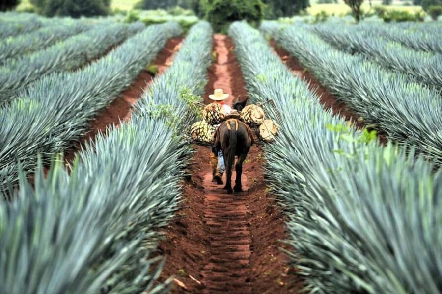 FROM CDMX: Queretaro, Guanajuato, San Luis Potosi, Zacatecas, Guadalajara - An In-Depth Look at the Mexico City Departure Tour