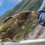 From Christchurch: Arthur's Pass with TranzAlpine & Lunch - The Highlight: The TranzAlpine Return Journey