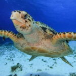 From Cozumel: 3 Reefs Boat Tour with Drinks and Snorkeling - Who Is This Tour Best For?