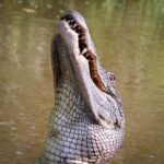 From Darwin: Litchfield Park Tour & Jumping Crocodile Cruise - An In-Depth Look at the Tour Experience