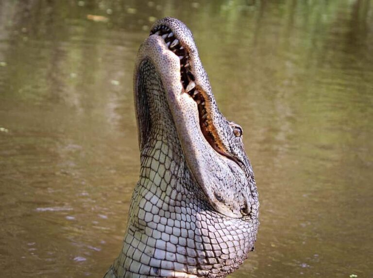 From Darwin: Litchfield Park Tour & Jumping Crocodile Cruise - An In-Depth Look at the Tour Experience