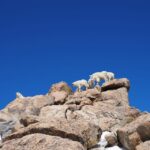 From Denver: Trip to Mount Blue Sky Summit and Glacial Lake - Practical Details & What You Need to Know