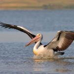 From Goolwa: Murray Mouth Cruise - Who Is This Tour Best For?