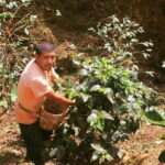 From Huatulco: Coffee Private Experience - Why Choose This Tour?