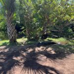 From Huatulco: Crocodile and Turtle Eco-Tour - FAQs