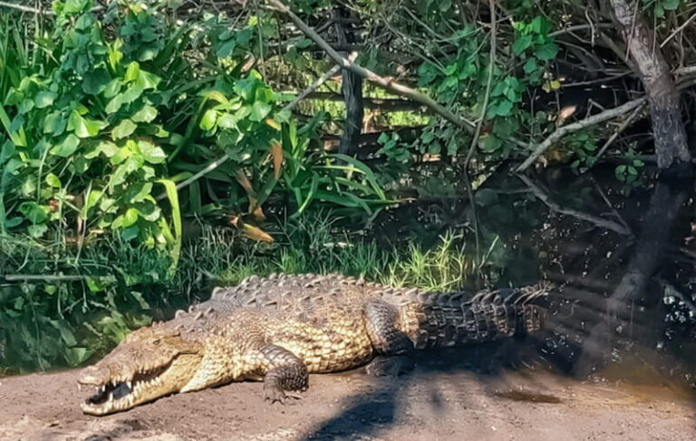 From Huatulco: Crocodiles and Turtles Eco Tour - Detailed Breakdown of the Itinerary