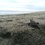 From Huatulco: Turtle Release & Bioluminescent Plankton - Final Thoughts