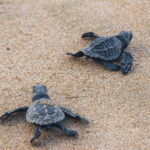From Huatulco:Turtle Release and Bioluminescence Tour - The Experience Provider: Lamby Tours Huatulco