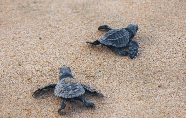 From Huatulco:Turtle Release and Bioluminescence Tour - The Experience Provider: Lamby Tours Huatulco