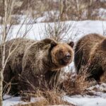 From Jackson: Grand Teton Sunset and Sightseeing Tour - The Value of This Sunset Tour