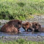 From Juneau: Pack Creek Bear Viewing Adventure - Who Should Consider This Tour?