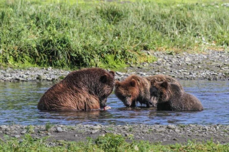 From Juneau: Pack Creek Bear Viewing Adventure - Who Should Consider This Tour?