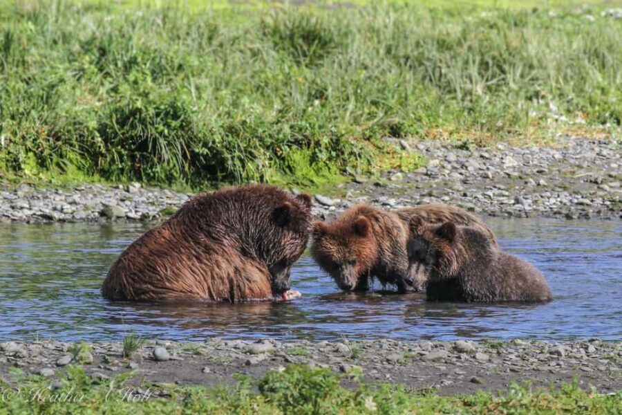 From Juneau: Pack Creek Bear Viewing Adventure - Who Should Consider This Tour?