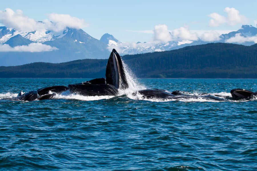 From Juneau: Whale Watching Cruise with Snacks - The Boat Experience: Comfort in Small, Climate-Controlled Vessels