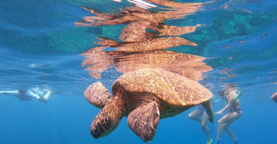 From Ka'anapali: West Maui Half-Day Snorkel Tour w/ Food - Authentic Experiences from Reviews