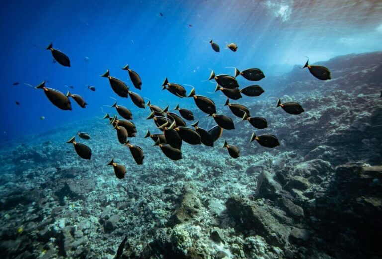 From Kihei: Molokini Crater and Turtle Town Snorkeling - Detailed Breakdown of the Itinerary