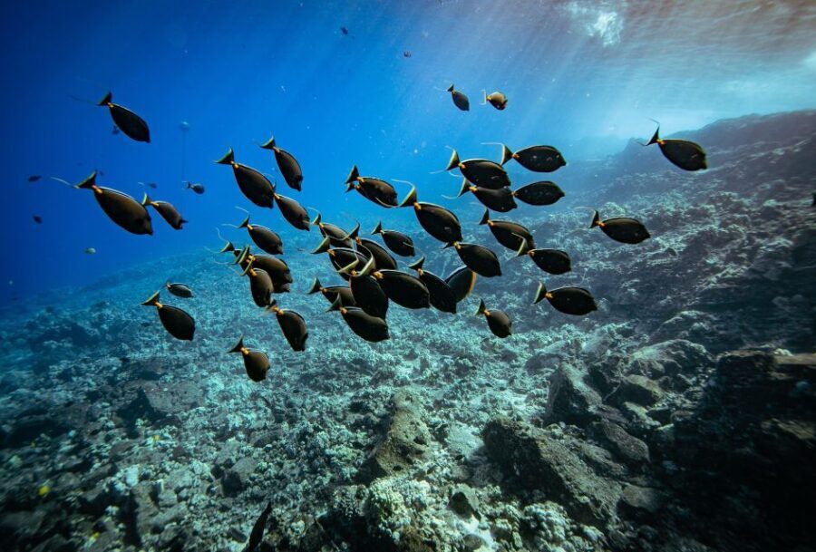 From Kihei: Molokini Crater and Turtle Town Snorkeling - Detailed Breakdown of the Itinerary