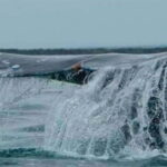 From La Paz: Puerto Chale Gray Whale Watching Tour - Final Thoughts