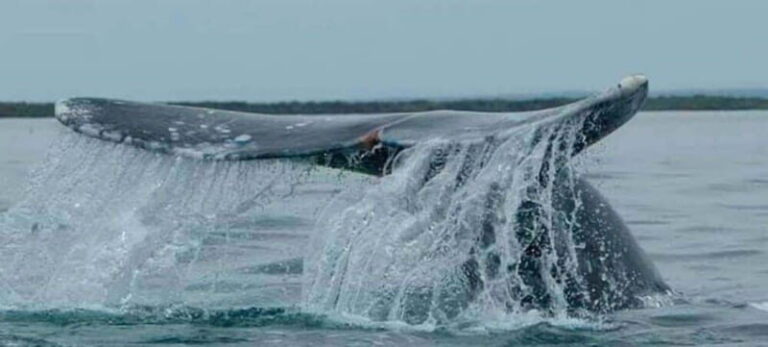 From La Paz: Puerto Chale Gray Whale Watching Tour - Final Thoughts