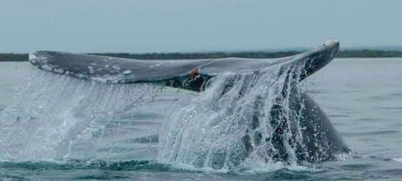 From La Paz: Puerto Chale Gray Whale Watching Tour - Final Thoughts