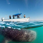 From La Paz: Whale Sharks, Sea Lions & Balandra Beach Combo - Why This Tour Is a Great Choice