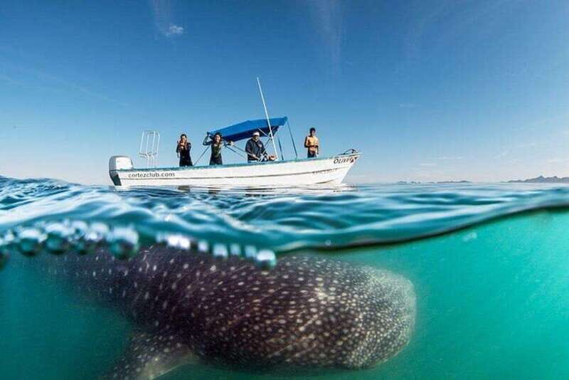 From La Paz: Whale Sharks, Sea Lions & Balandra Beach Combo - Why This Tour Is a Great Choice