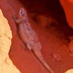 From Las Vegas: Valley of Fire Full-Day Guided Tour w/ Lunch - Final Thoughts: Is This the Right Tour for You?