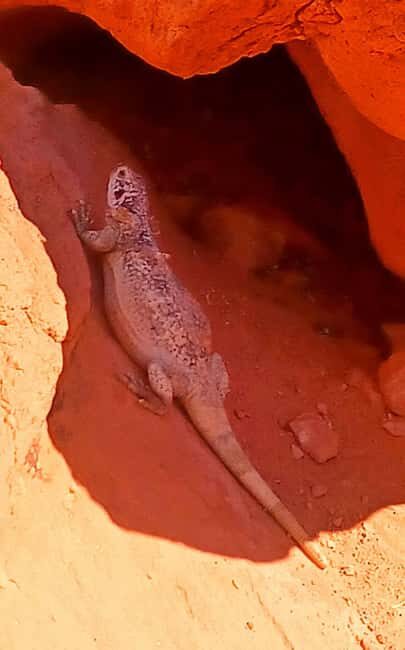 From Las Vegas: Valley of Fire Full-Day Guided Tour w/ Lunch - Final Thoughts: Is This the Right Tour for You?