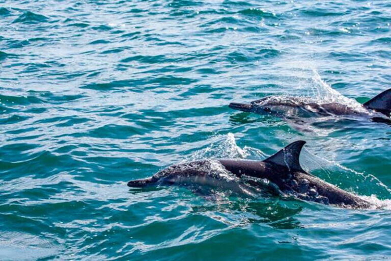 From Loreto: Coronado Island Snorkel - The Guide & Overall Experience