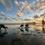 From Mackay: Wallabies on the Beach Sunrise Trip - Authenticity and Value: Why This Tour Excels