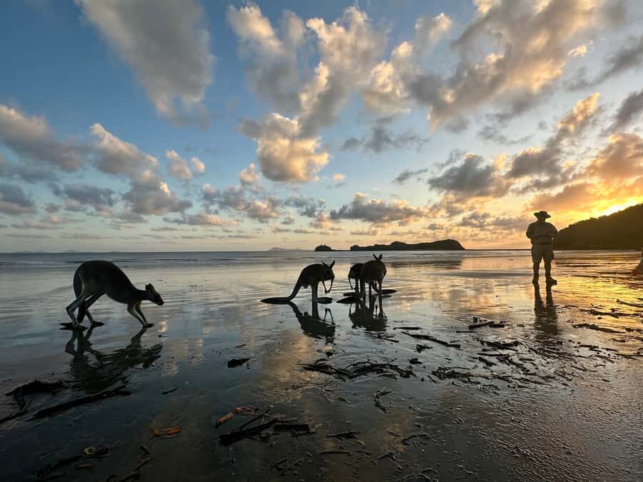 From Mackay: Wallabies on the Beach Sunrise Trip - Authenticity and Value: Why This Tour Excels