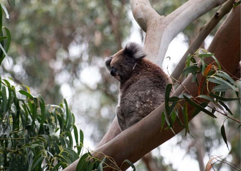 From Melbourne: Great Ocean Road & 12 Apostles Full-Day Tour - What to Expect from the Experience