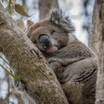 From Melbourne: Great Ocean Road & Wildlife Sightseeing Tour - Practical Insights and Tips for the Tour