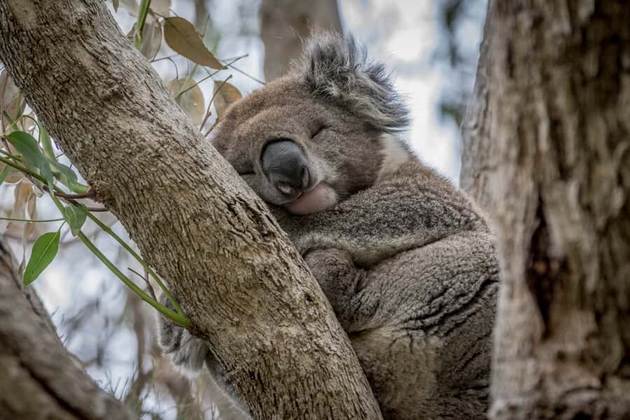 From Melbourne: Great Ocean Road & Wildlife Sightseeing Tour - Practical Insights and Tips for the Tour