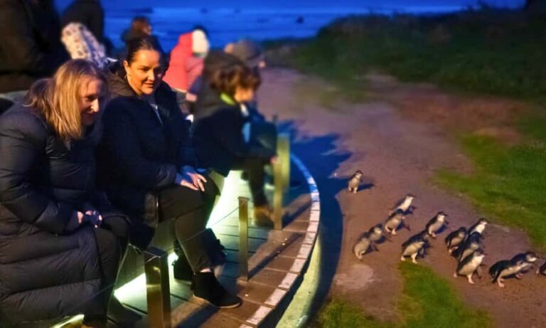 From Melbourne: Penguin Parade Afternoon Tour - The Journey Back and Practical Details