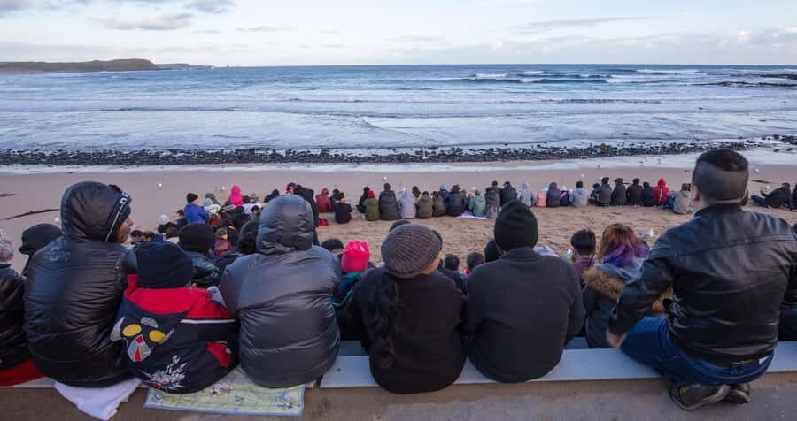 From Melbourne: Penguin Parade, Koalas & Kangaroos - Deep Dive: Why Each Stop Matters