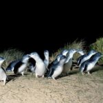From Melbourne: Phillip Island and Penguin Parade Day Tour - The Value of This Tour