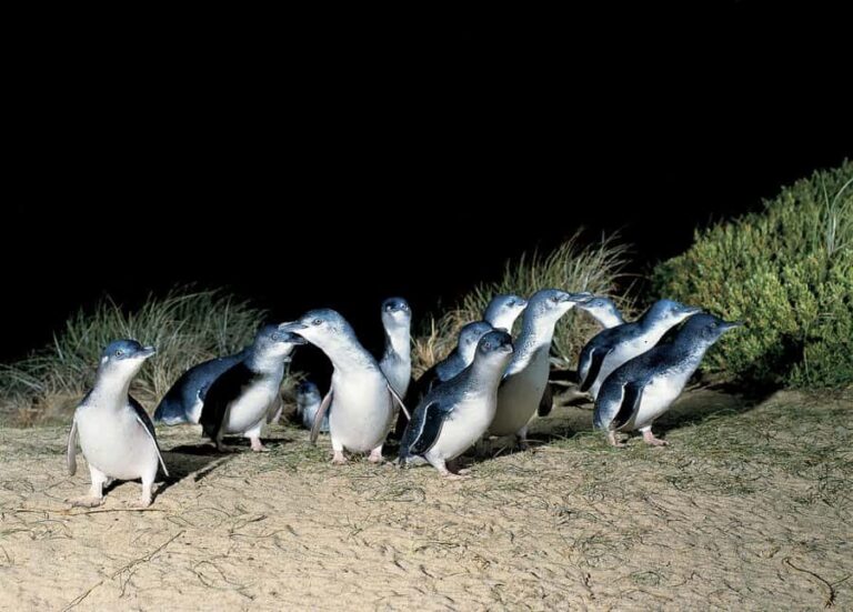 From Melbourne: Phillip Island and Penguin Parade Day Tour - The Value of This Tour