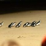 From Melbourne: Phillip Island Penguin Parade Eco Tour - What to Expect from the Phillip Island Eco Tour