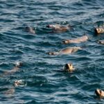 From Melbourne: Phillip Island Penguin Parade Express Tour - Why This Tour Is a Great Choice