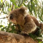 From Melbourne: Small Group Great Ocean Road Tour - What Makes This Tour Stand Out