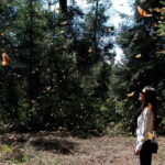 From Mexico City: 7-Day Monarch Butterfly Tour - An In-Depth Look at the 7-Day Monarch Butterfly Tour
