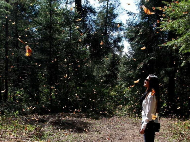 From Mexico City: 7-Day Monarch Butterfly Tour - An In-Depth Look at the 7-Day Monarch Butterfly Tour