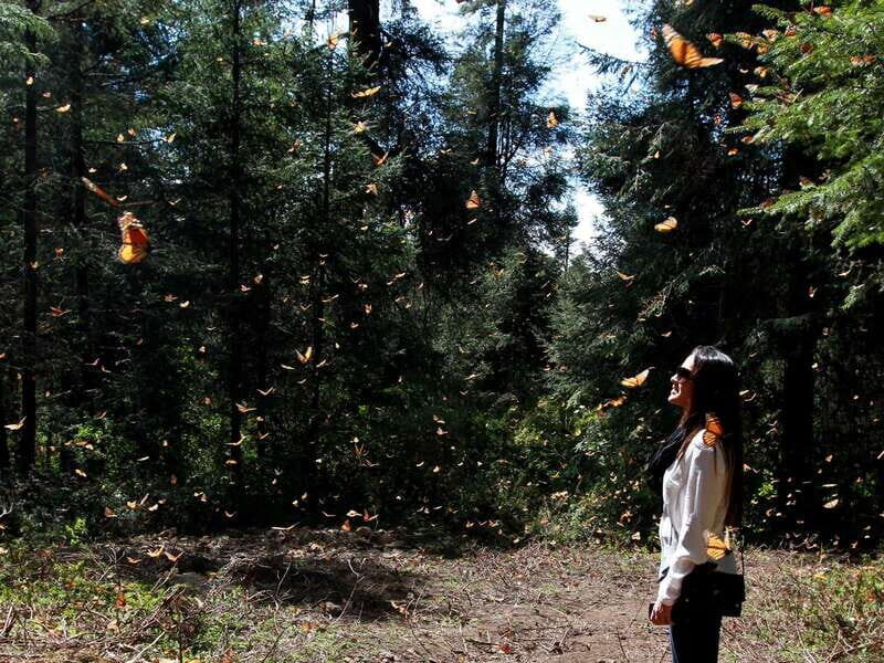 From Mexico City: 7-Day Monarch Butterfly Tour - An In-Depth Look at the 7-Day Monarch Butterfly Tour