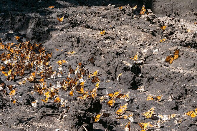 From Mexico City: Valle de Bravo & Butterfly Sanctuary - The Butterfly Sanctuary: Nature’s Spectacle (Seasonal)
